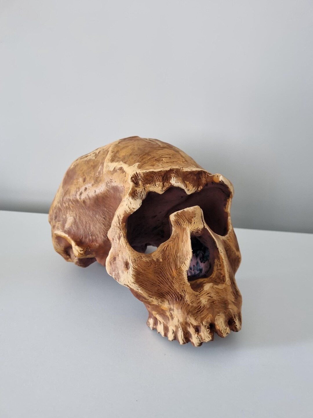 3D Printed Ergaster Skull Replica | Hand-painted | Unique Decor ...