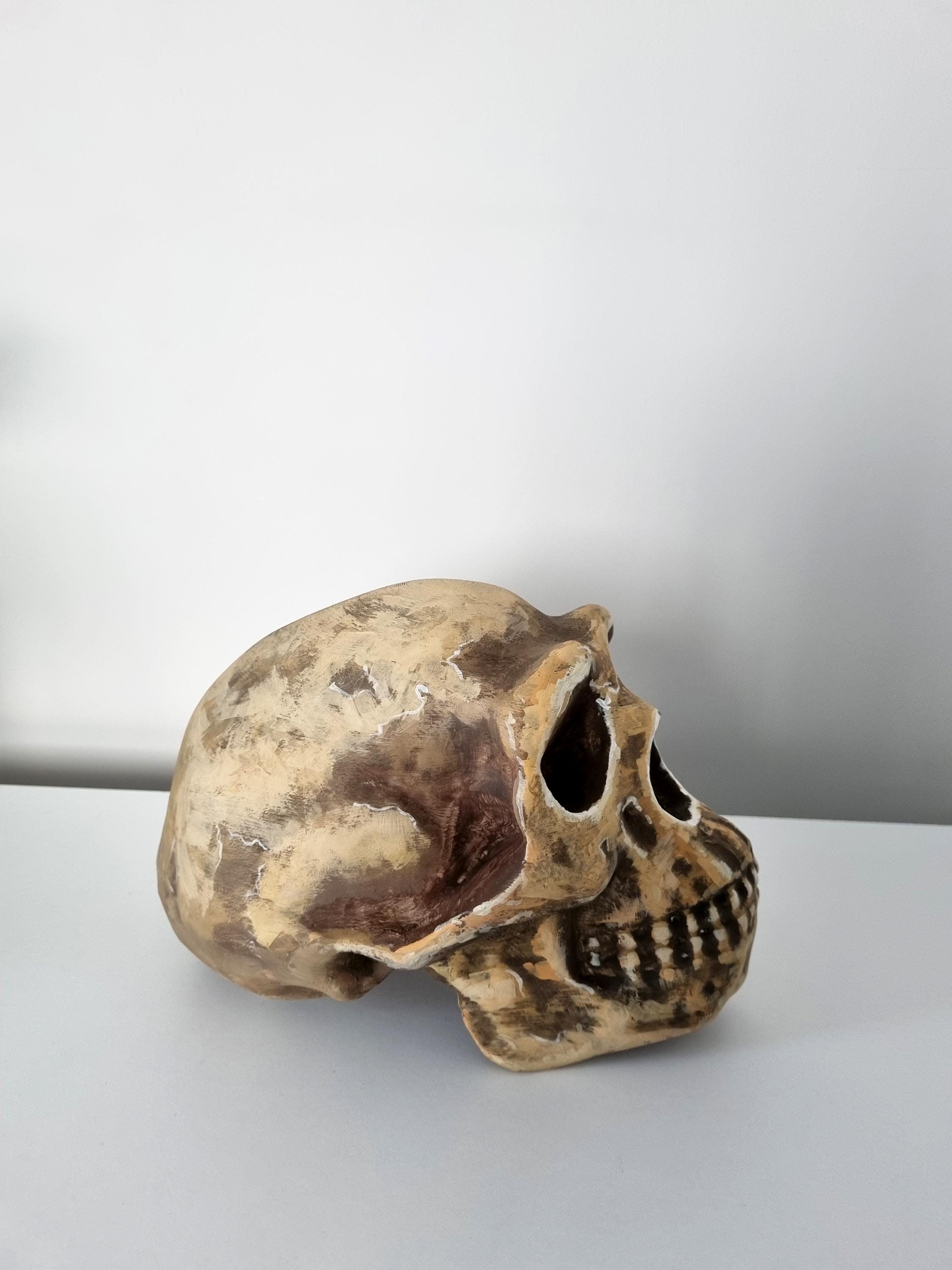 3D Printed Homo Erectus Skull Replica - Realistic Fossil, Educational ...