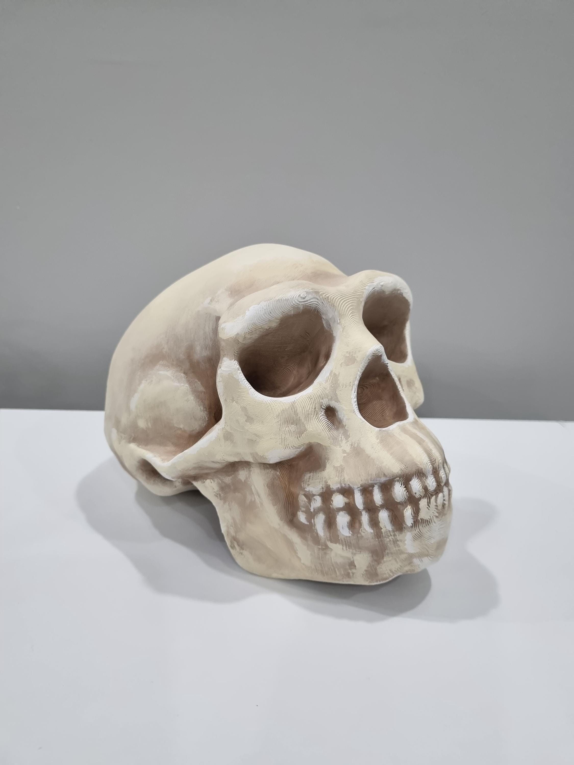 3D Printed Homo Erectus Skull Replica - Realistic Fossil, Educational ...