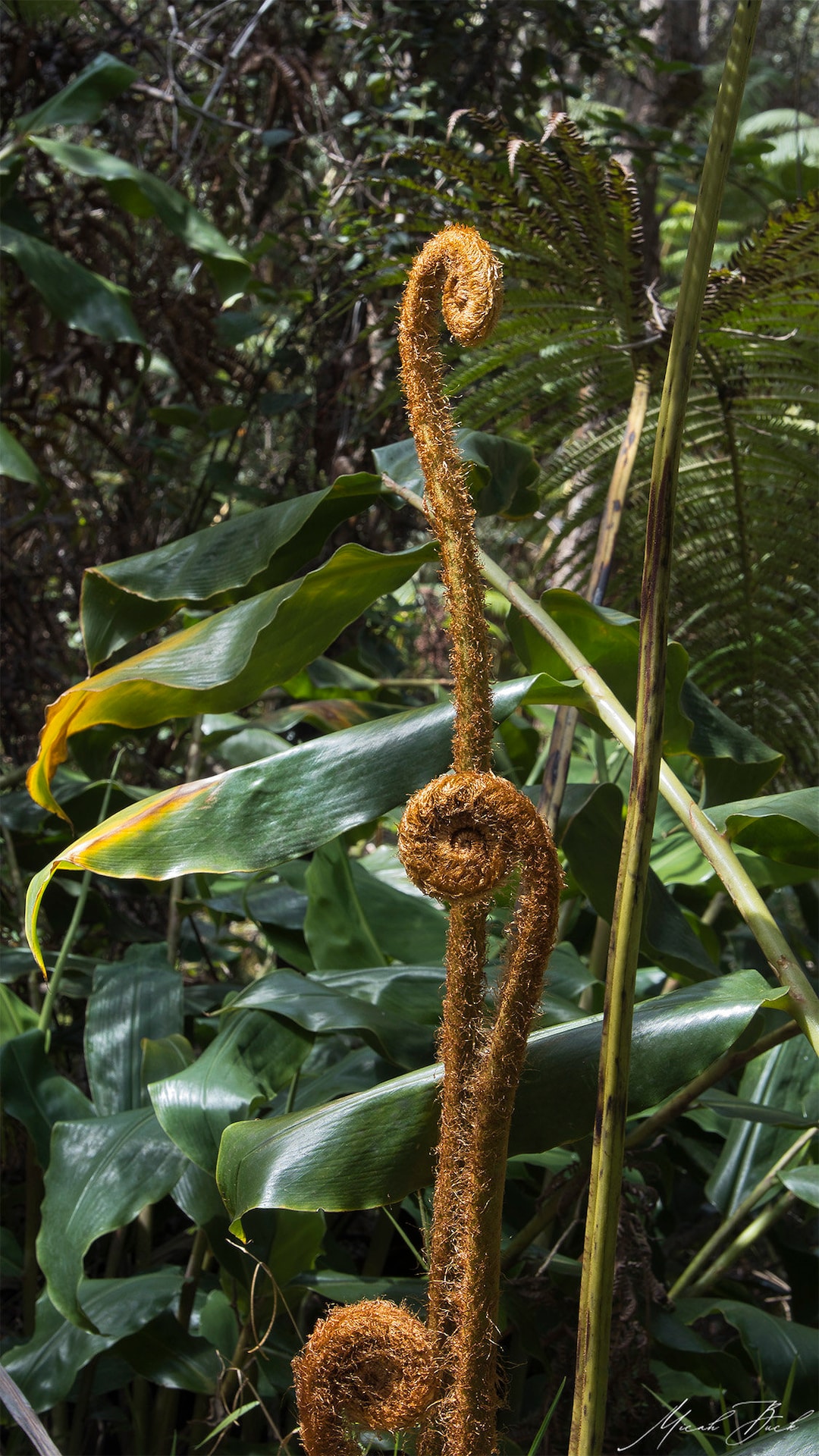 Tropical Ferns, Hawaii Fine Art Photography Print - Etsy