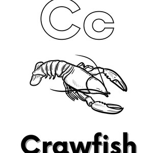 Louisiana Bayou Animals Coloring Book Abc's - Etsy