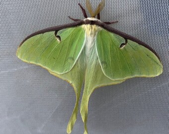 Real Framed Luna Moth Natural History Display 6x6 - Etsy