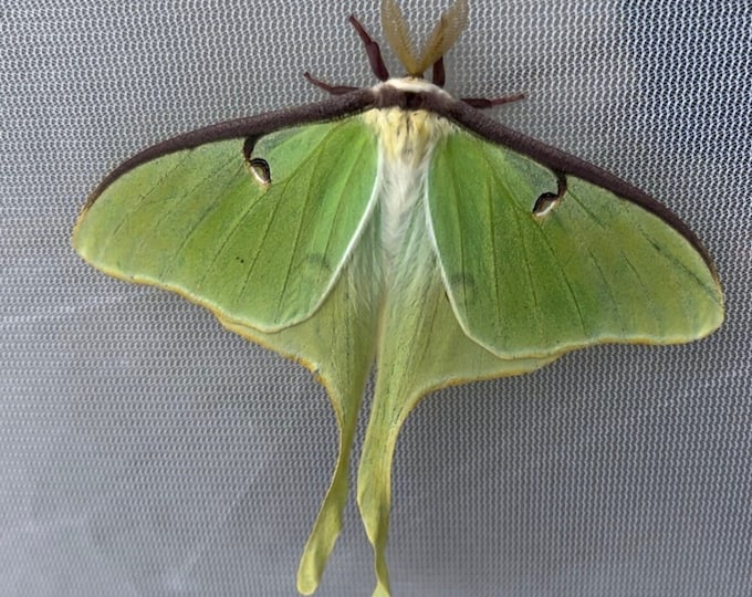Baphomet Coin - Etsy