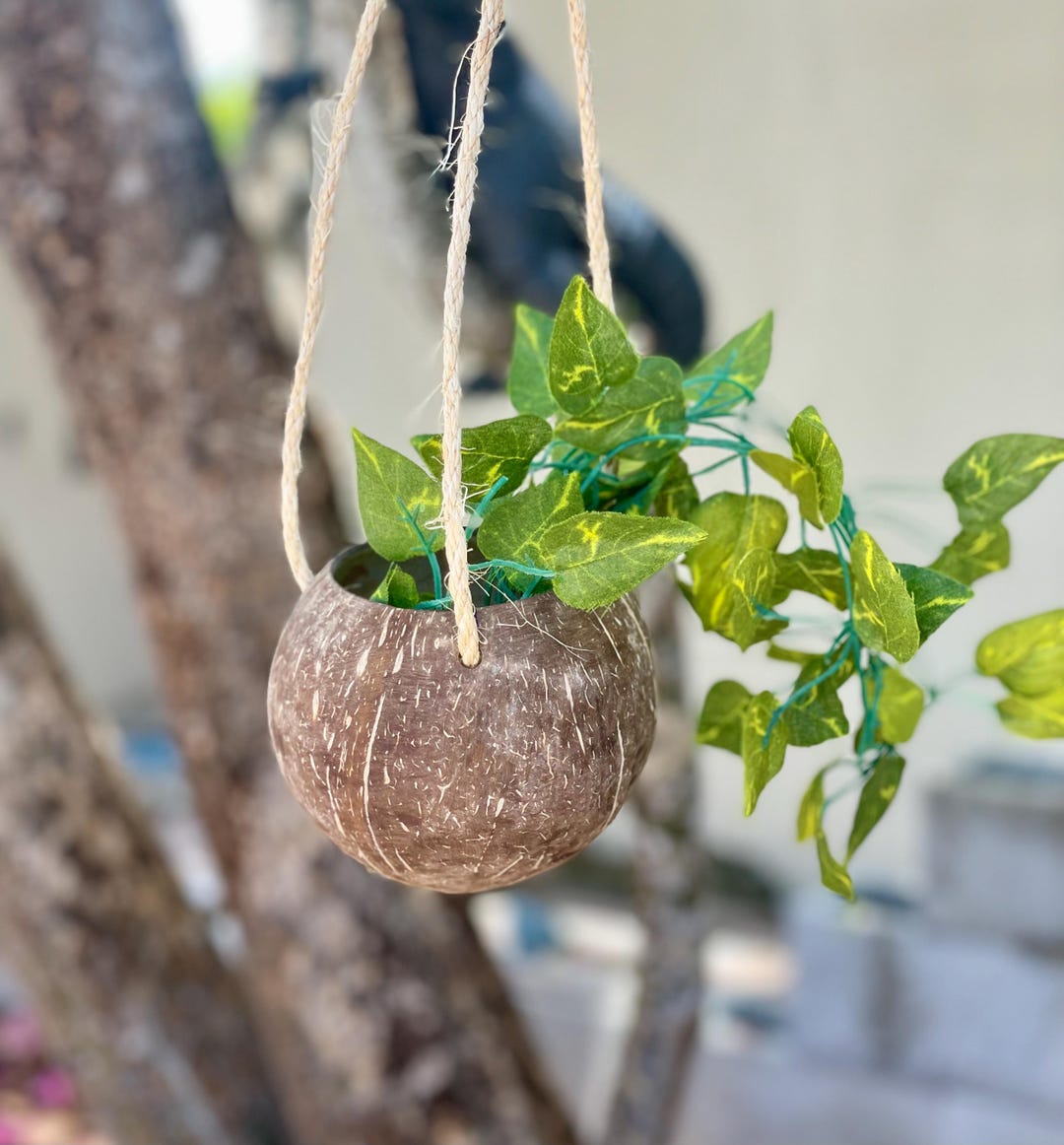 Handmade Coconut Shell Planter: Tropical Home Decor - Etsy