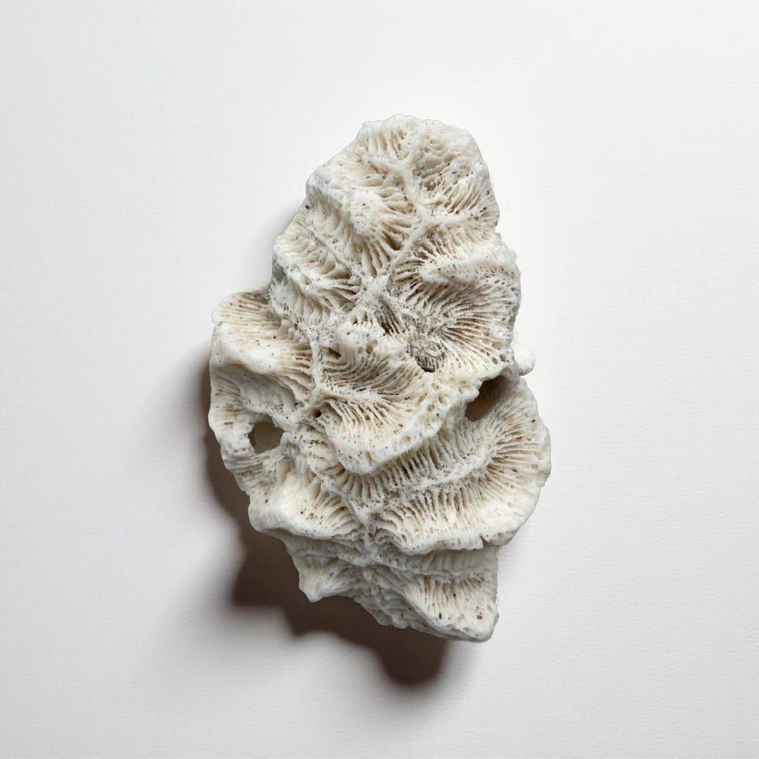 Coral Fossil Rocks: Beach Theme Aquarium & Terrarium Decor - Etsy