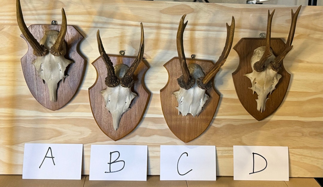 Roe Deer Mounts Priced per Mount - Etsy