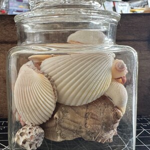 Apothecary Jar With Sea Shells - Etsy