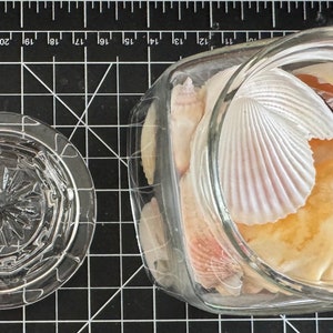 Apothecary Jar With Sea Shells - Etsy
