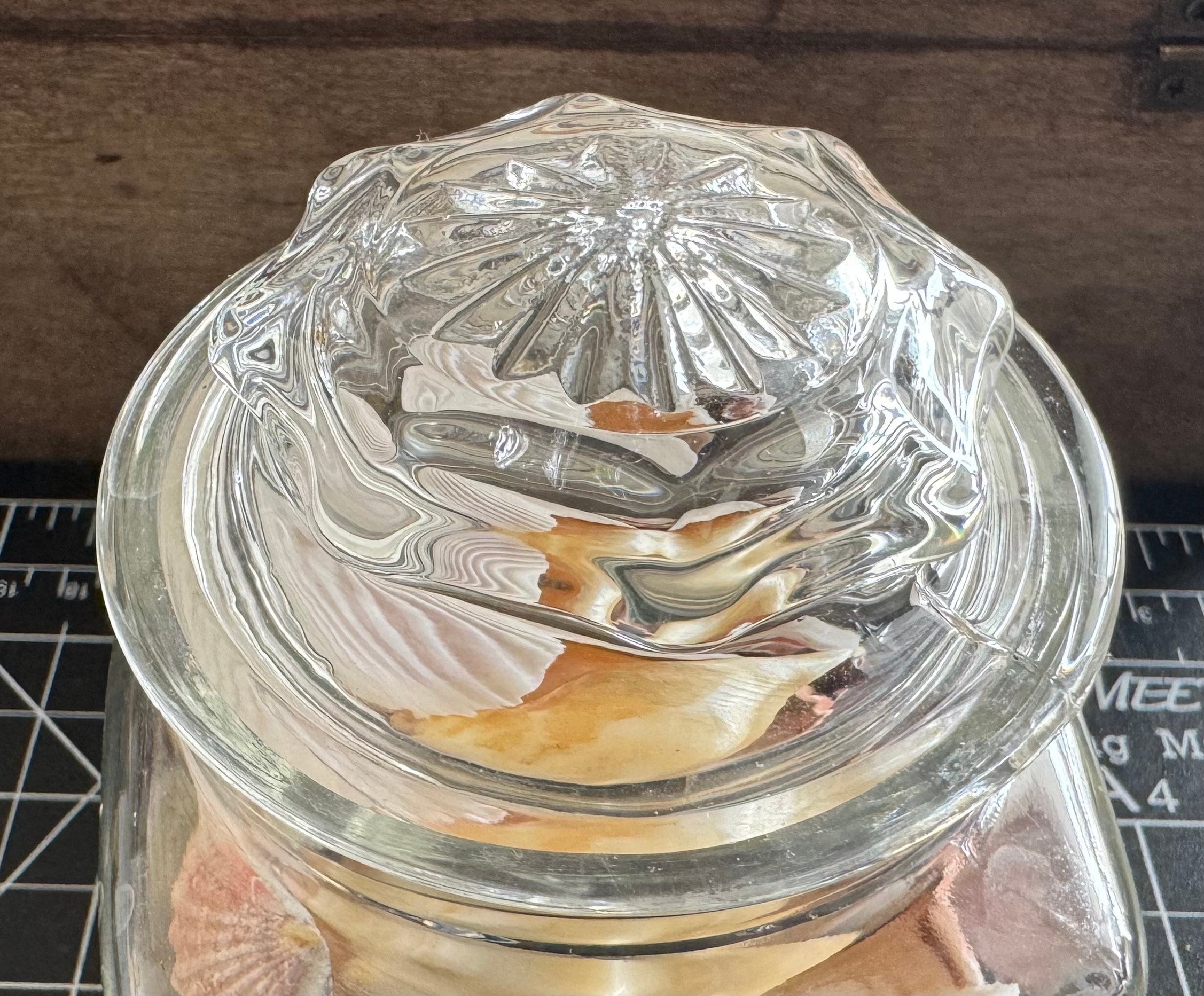Apothecary Jar With Sea Shells - Etsy