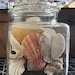 Apothecary Jar With Sea Shells - Etsy