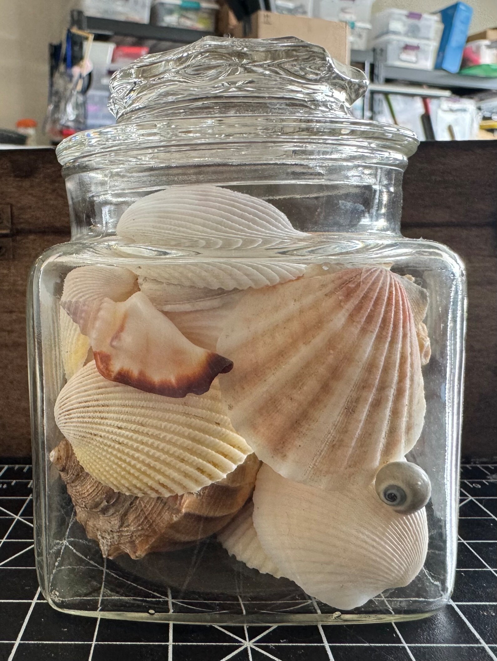 Apothecary Jar With Sea Shells - Etsy