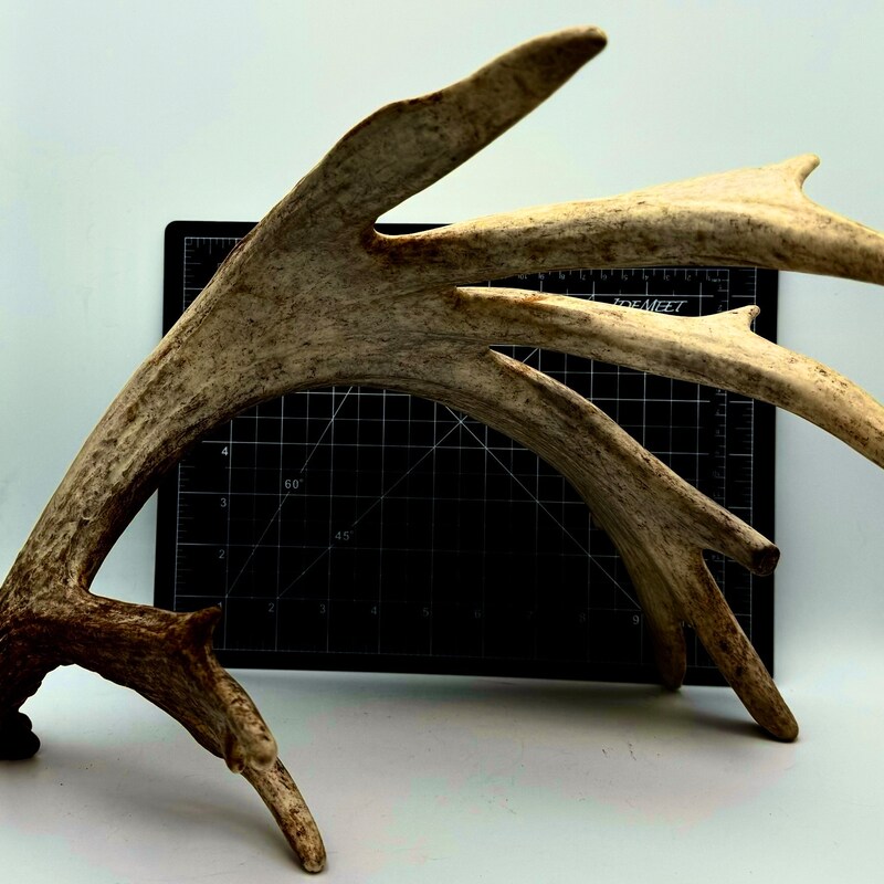 Whitetail Sheds - Etsy