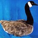 Canada Goose Sewing Pattern Soft Sculpture Design From Fantasy ...