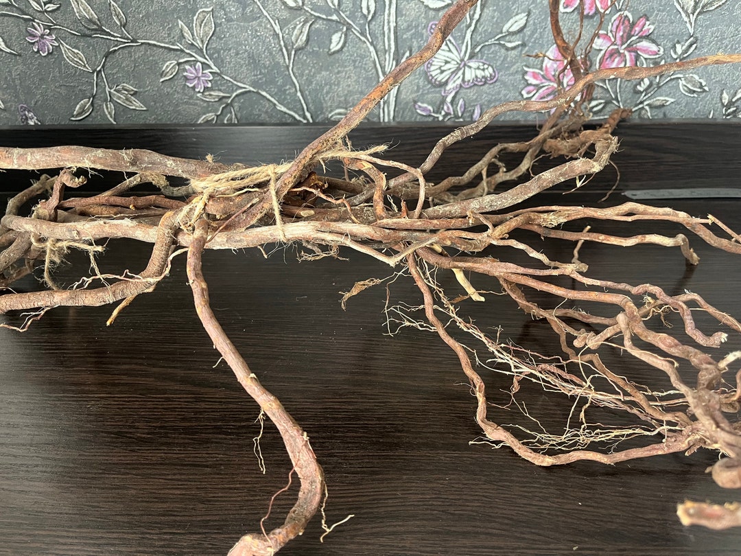 Dried Roots Dry Tree Root, Water Root, for the Interior of the House ...