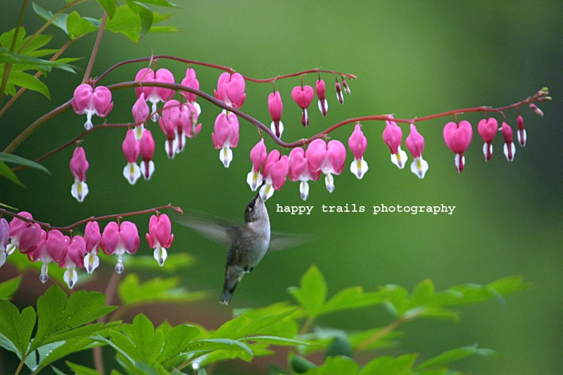 Hummingbird on Bleeding Heart Color Photograph - Ready for Framing ...