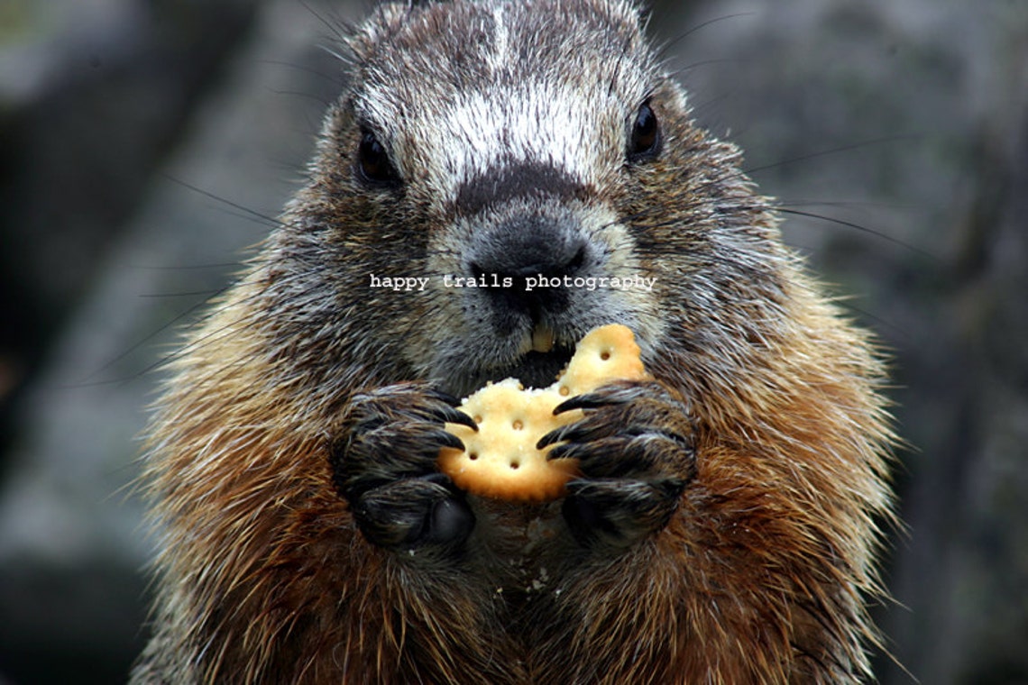Marmot and Peanut Butter Cracker Color Photograph - Ready for Framing ...