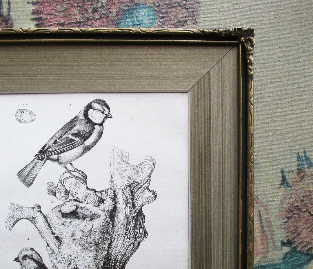 Antique Bird Print, Framed Original C. 1837 Paridae Birds Engraving ...