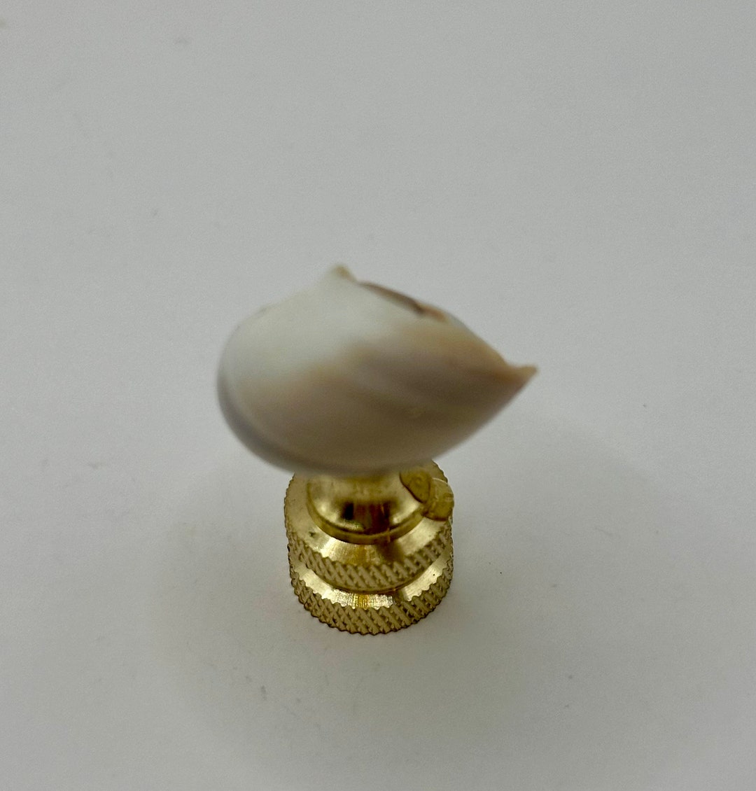 Sea Shell Finial - Etsy