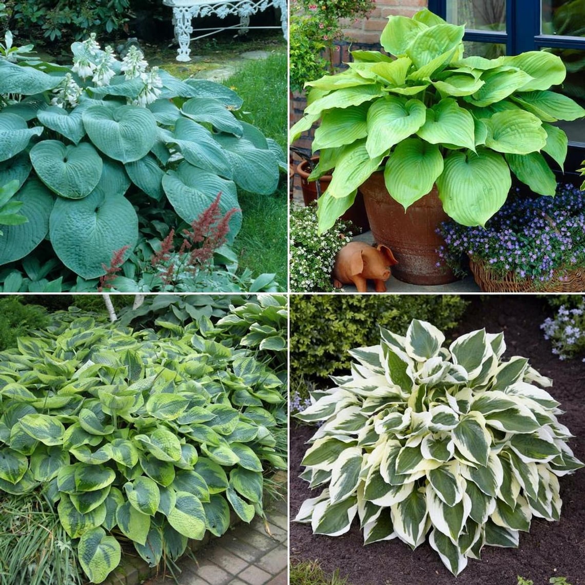 Hosta - 5-10 Different Hosta Varieties | Grower's Choice Selection - Etsy