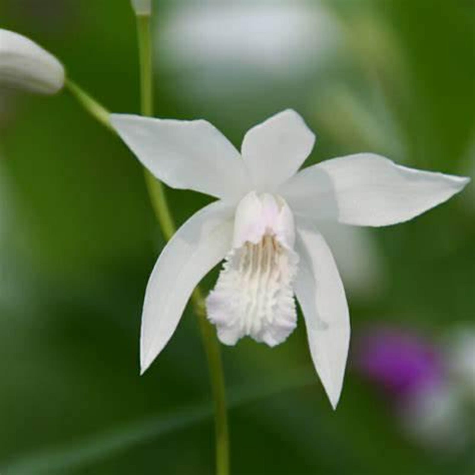 Bletilla Striata 'alba' | Chinese Ground Orchid, Rare Hardy Shade Plant ...