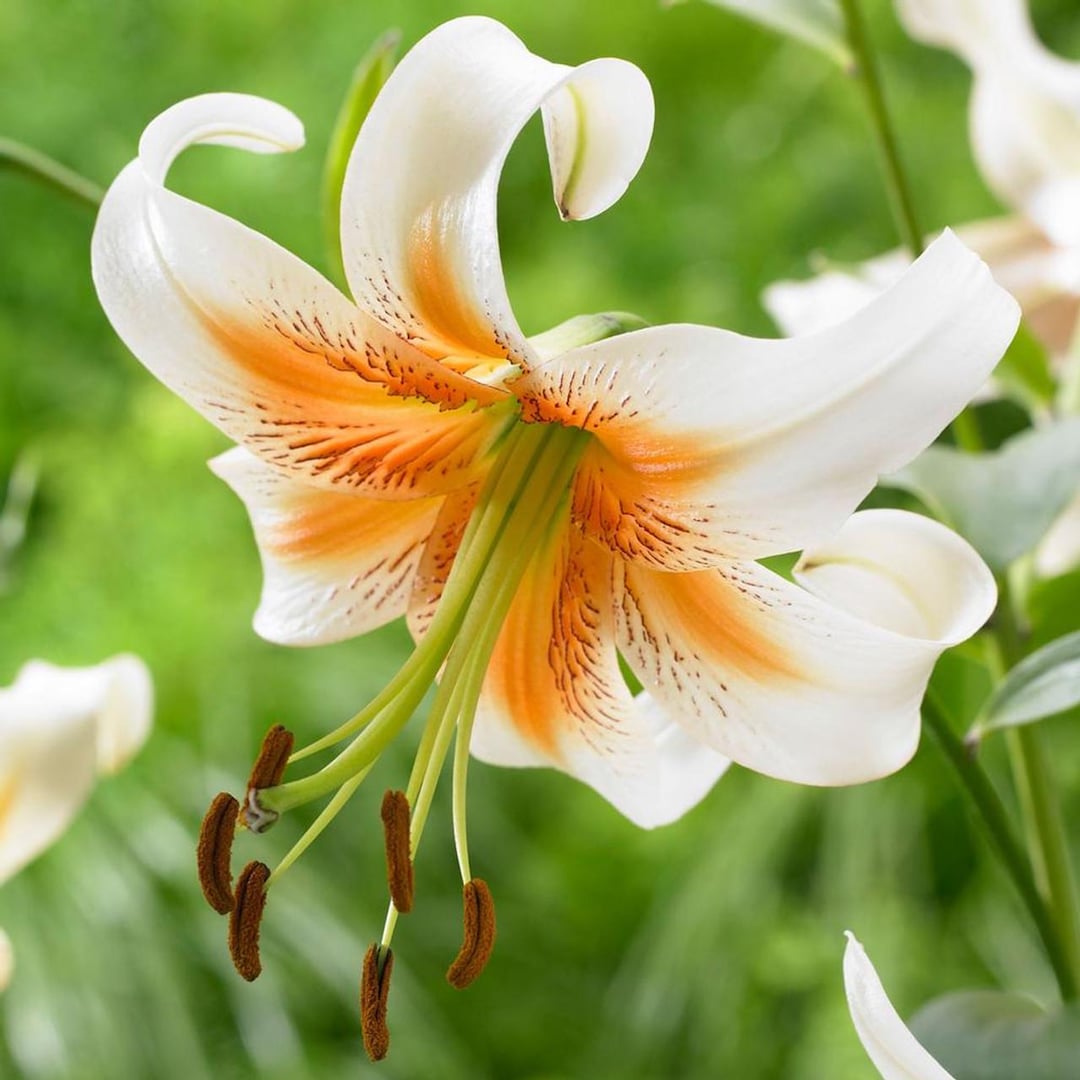 Lilium Martagon 'lady Alice' | Turk’s Cap Lily - Etsy