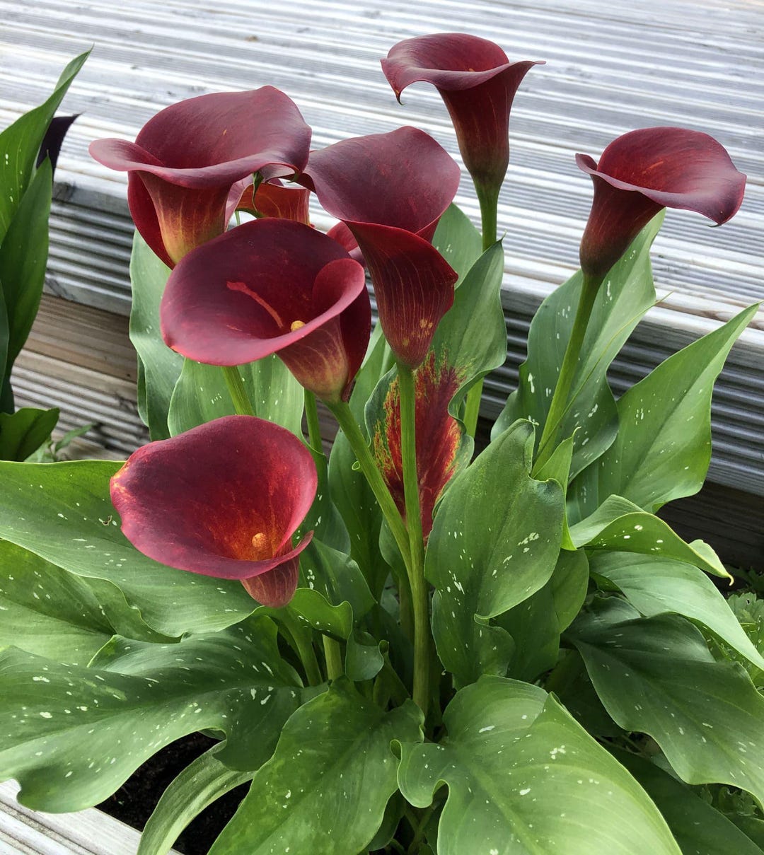 Zantedeschia Majestic Red | Calla Lily | Arum Lily | Bareroot or Potted ...