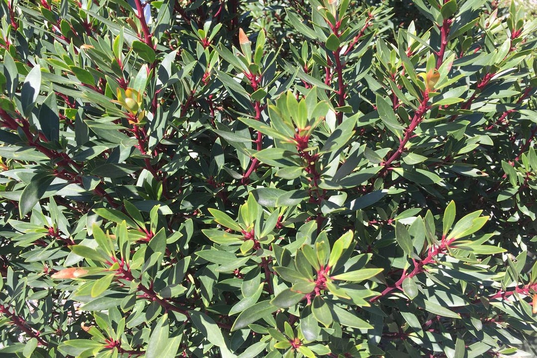 Drimys Lanceolata, Pepper Bush 1 Gallon Pot, Fully Rooted Plant - Etsy