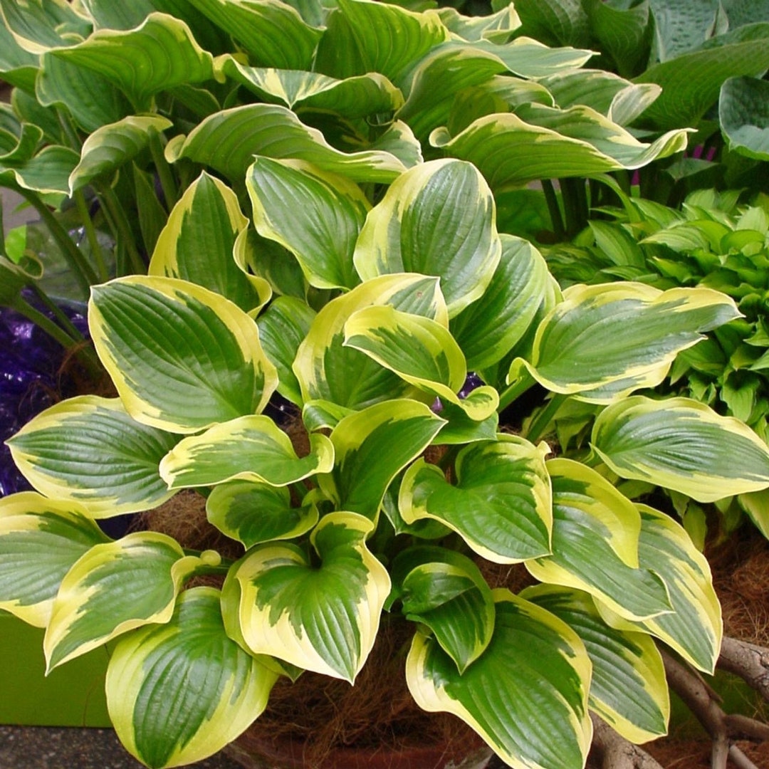 Hosta Queen Josephine 1 Gallon Pot, Fully Rooted Plant - Etsy