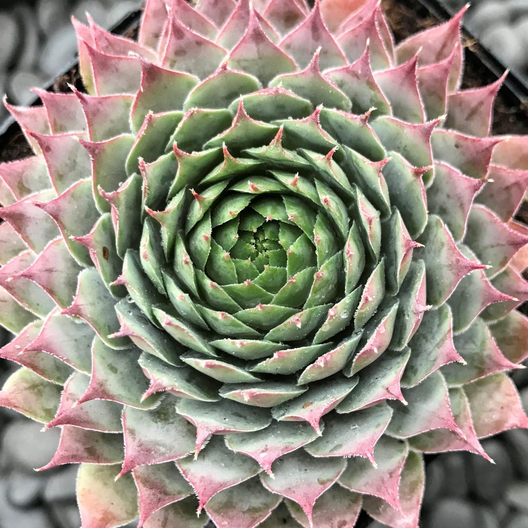 Succulent, Hens and Chicks, Sempervivum Pacific Blue Ice 3 Rosettes ...