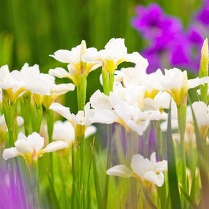 Iris Sibirica 'snow Queen' | White Siberian Iris | Hardy Perennial ...