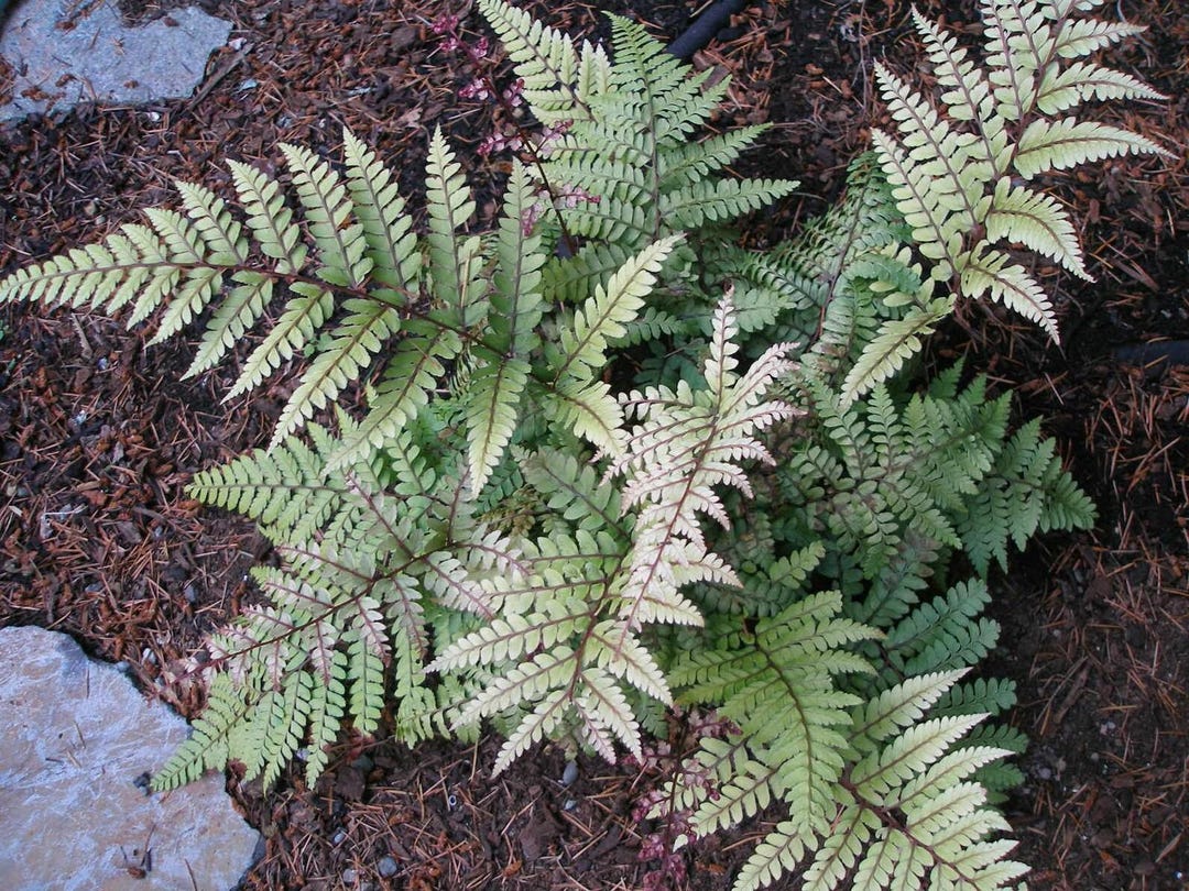Athyrium Niponicum 'apple Court' | Japanese Painted Fern | Deciduous ...