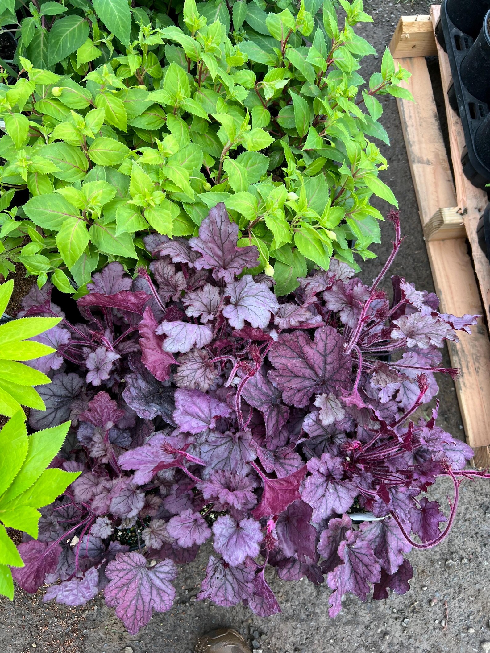 Heuchera 'spellbound' | Coral Bells, Semi-evergreen - Multiple Size ...