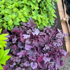 Heuchera 'spellbound' | Coral Bells, Semi-evergreen - Multiple Size ...