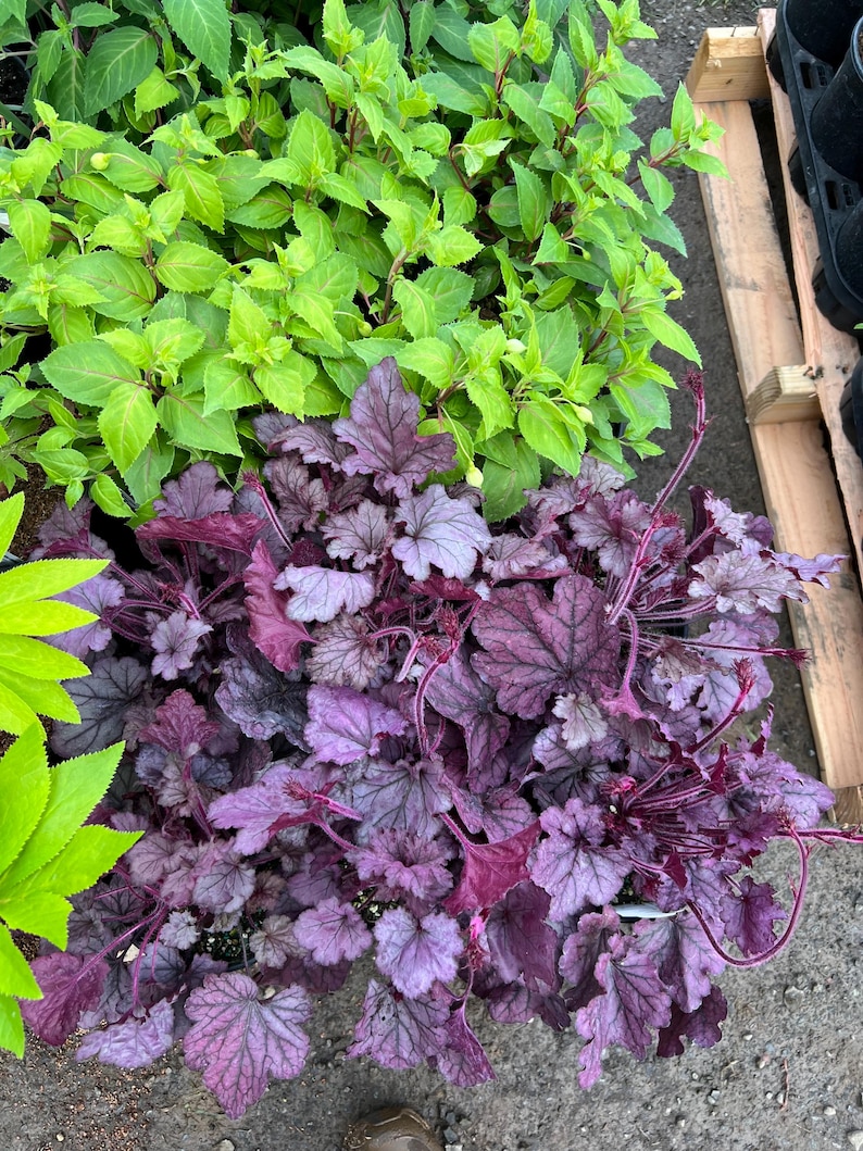 Heuchera 'spellbound' | Coral Bells, Semi-evergreen - Multiple Size ...