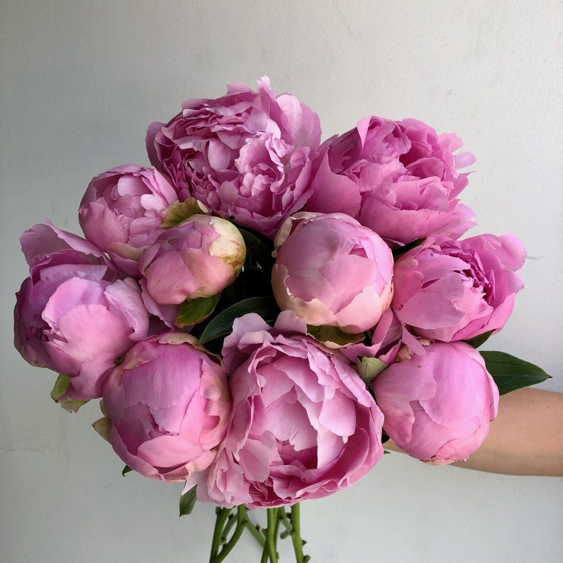 Peony 'dinner Plate' | Paeonia Hybrid | Cut Flower | Fragrant Spring ...