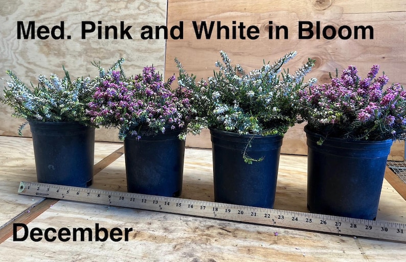 Erica X Darleyensis 'mediterranean Pink' | Scottish Heather, Evergreen ...
