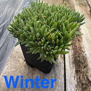 Delosperma Granita 'raspberry' | Ice Plant, Evergreen Succulent ...