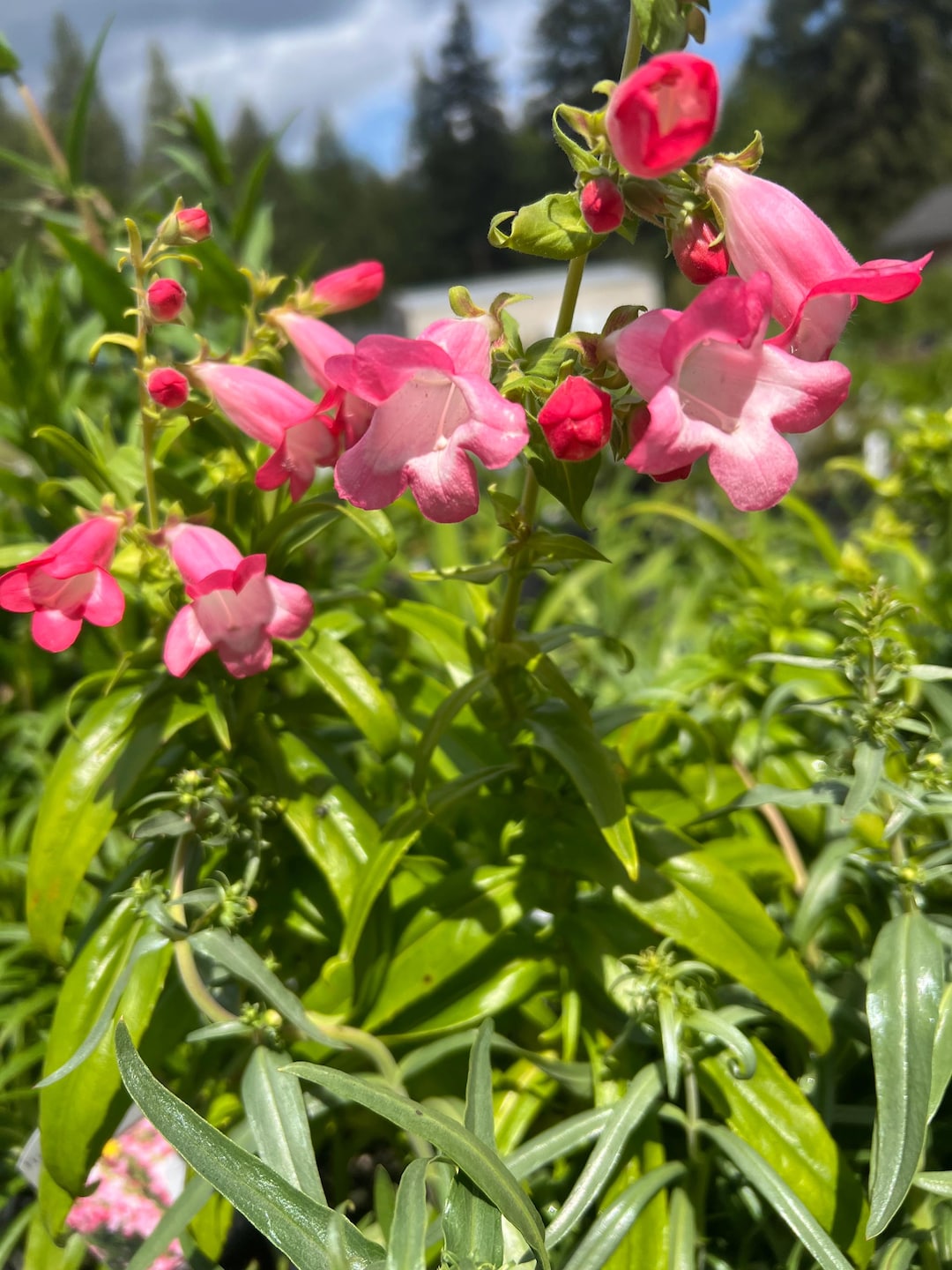 Penstemon 'flock of Flamingos’ | Pink Beardtongue | Semi-evergreen ...