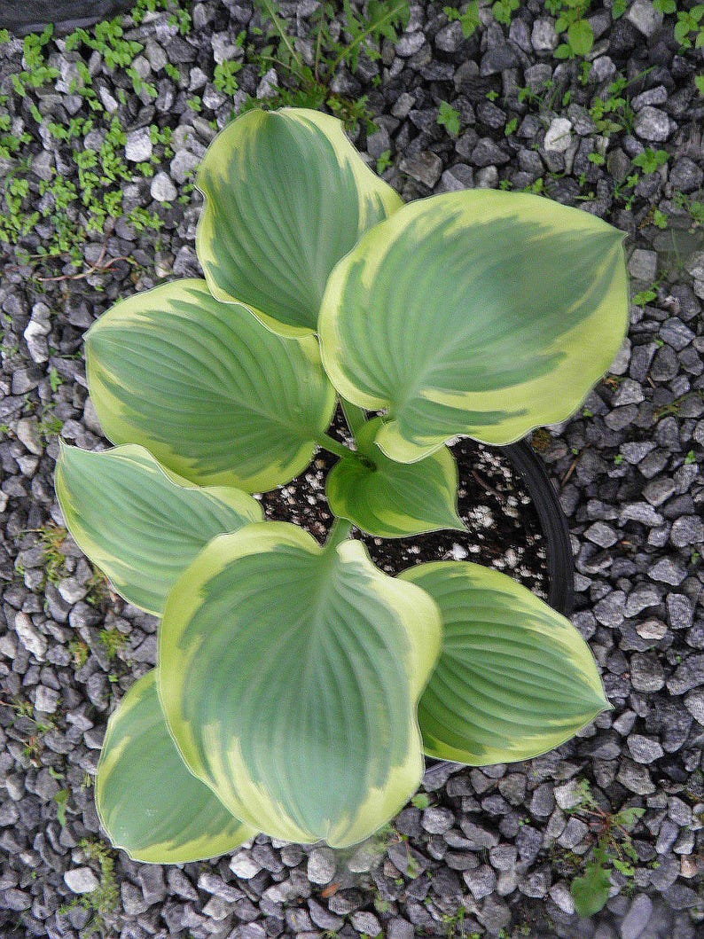 Hosta 'orion's Belt' | Medium Large Variegated Plantain Lily - Etsy
