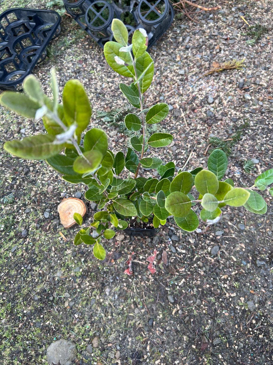 Feijoa Sellowiana | Pineapple Guava | Edible Evergreen Shrub | USDA ...