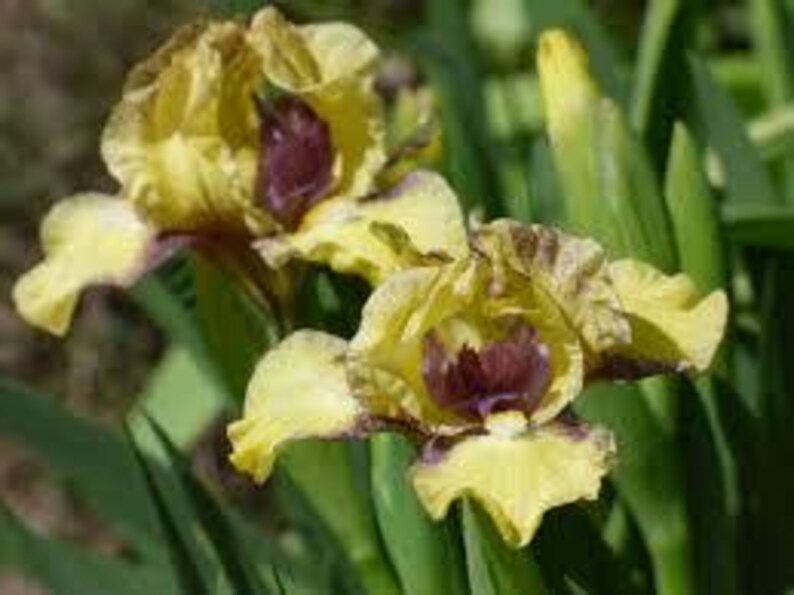 Iris 'darn Cute' | Dwarf Bearded Iris - Etsy