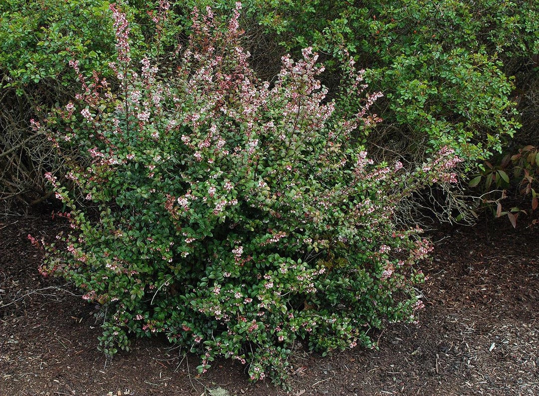 Vaccinium Ovatum | Evergreen Huckleberry, Edible Fruit - Pacific ...