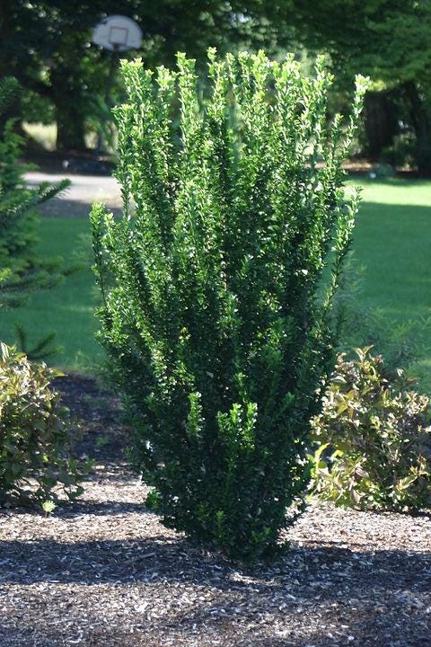Euonymus Japonicus 'greenspire' | Columnar Japanese Spindle, Low ...