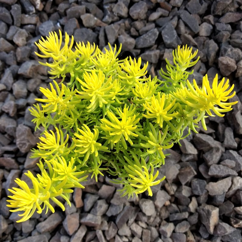 Sedum Reflexum 'angelina Teacup' | Golden Non-flowering Stonecrop ...