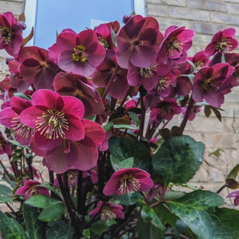 Lenten Rose Anna's Red, Deep Red Christmas Rose, Evergreen Perennial ...
