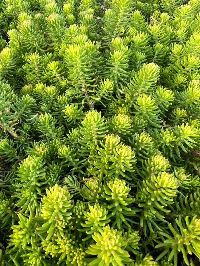 Sedum Reflexum 'angelina' | Golden Stonecrop Succulent, Evergreen - Etsy