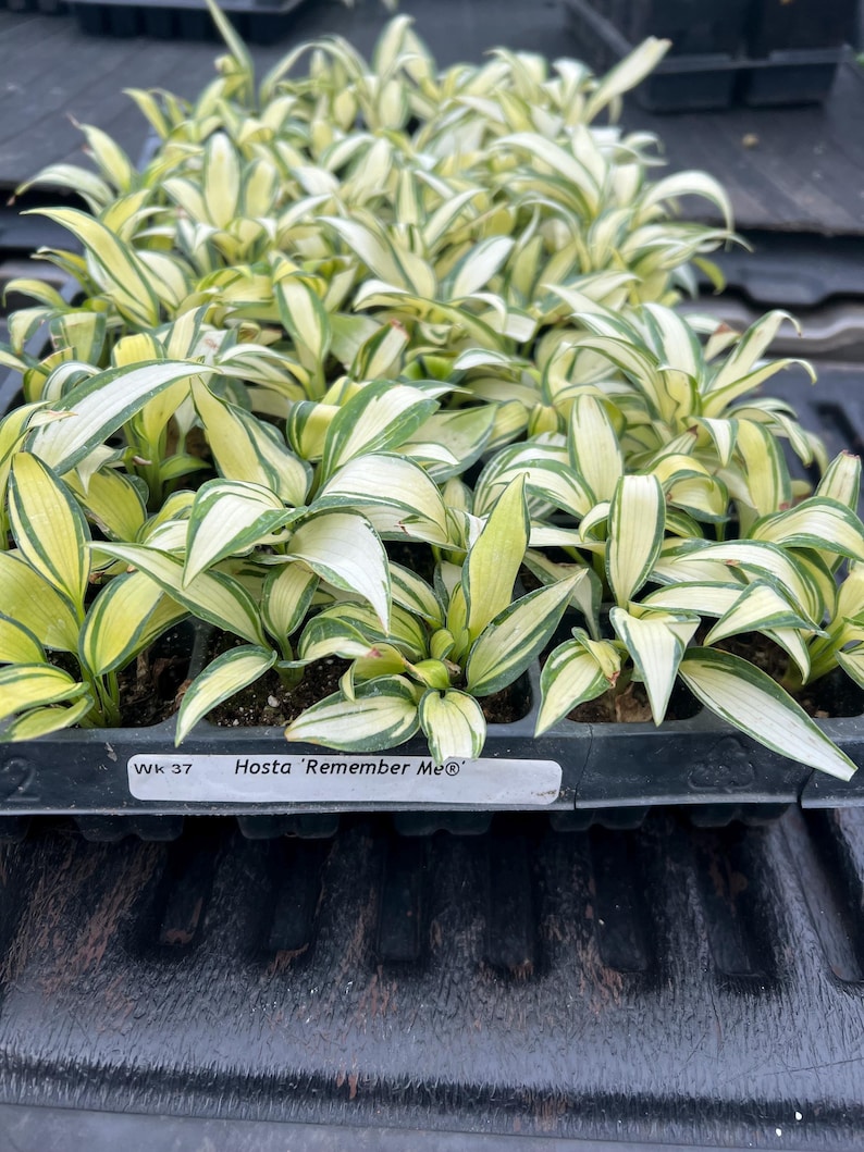 Hosta 'remember Me' | Medium Small Variegated Plantain Lily - Etsy