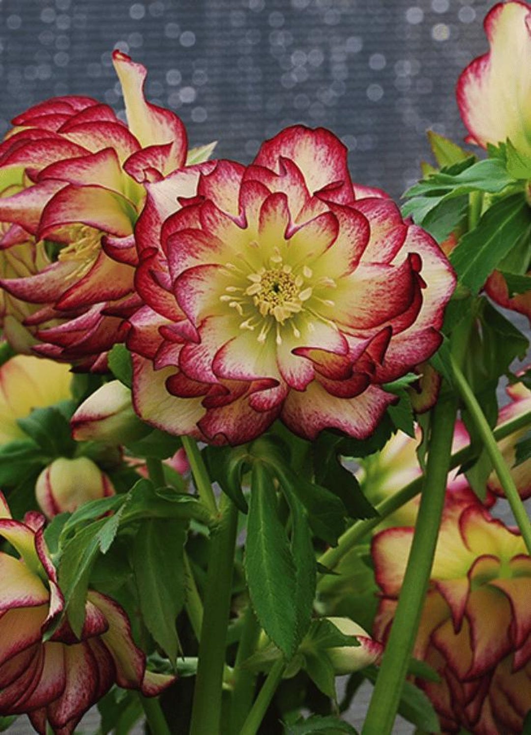 Lenten Rose 'sun Flare' | Winter Jewels Series, Evergreen Perennial - Etsy