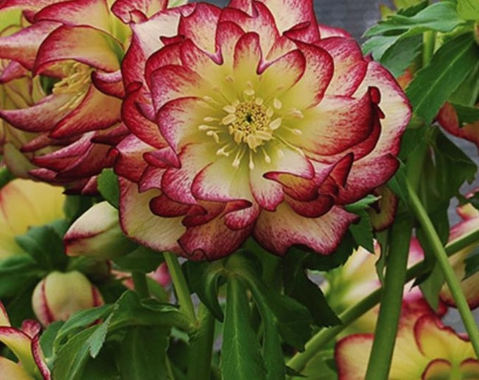 Helleborus 'true Love' (lenten Rose) - 1 Yr Old Mature Plant in 1 ...