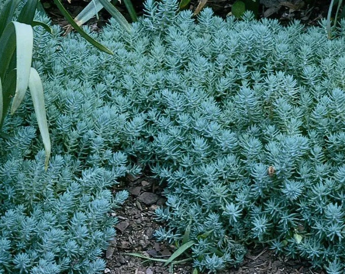 Sedum Dasyphyllum Major Blue Tears Sedum Live Succulent Plants 2" 4” 6 ...
